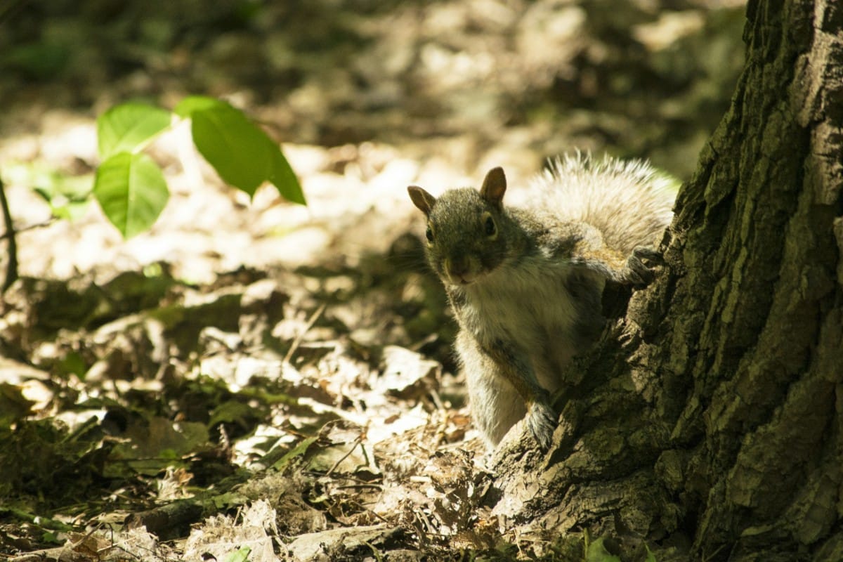 The Very Sad, Very Online Story of P'Nut the Squirrel