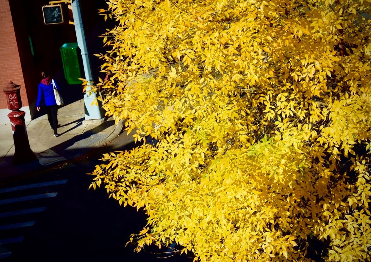 Mini Fall Arts Preview