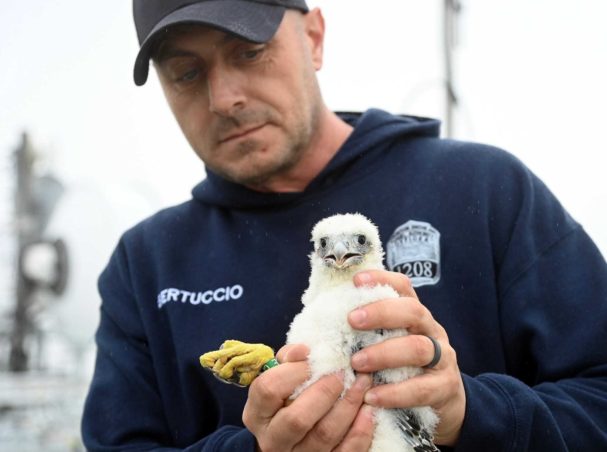 Tremble Before the Male Baby Falcon SKYFORGER