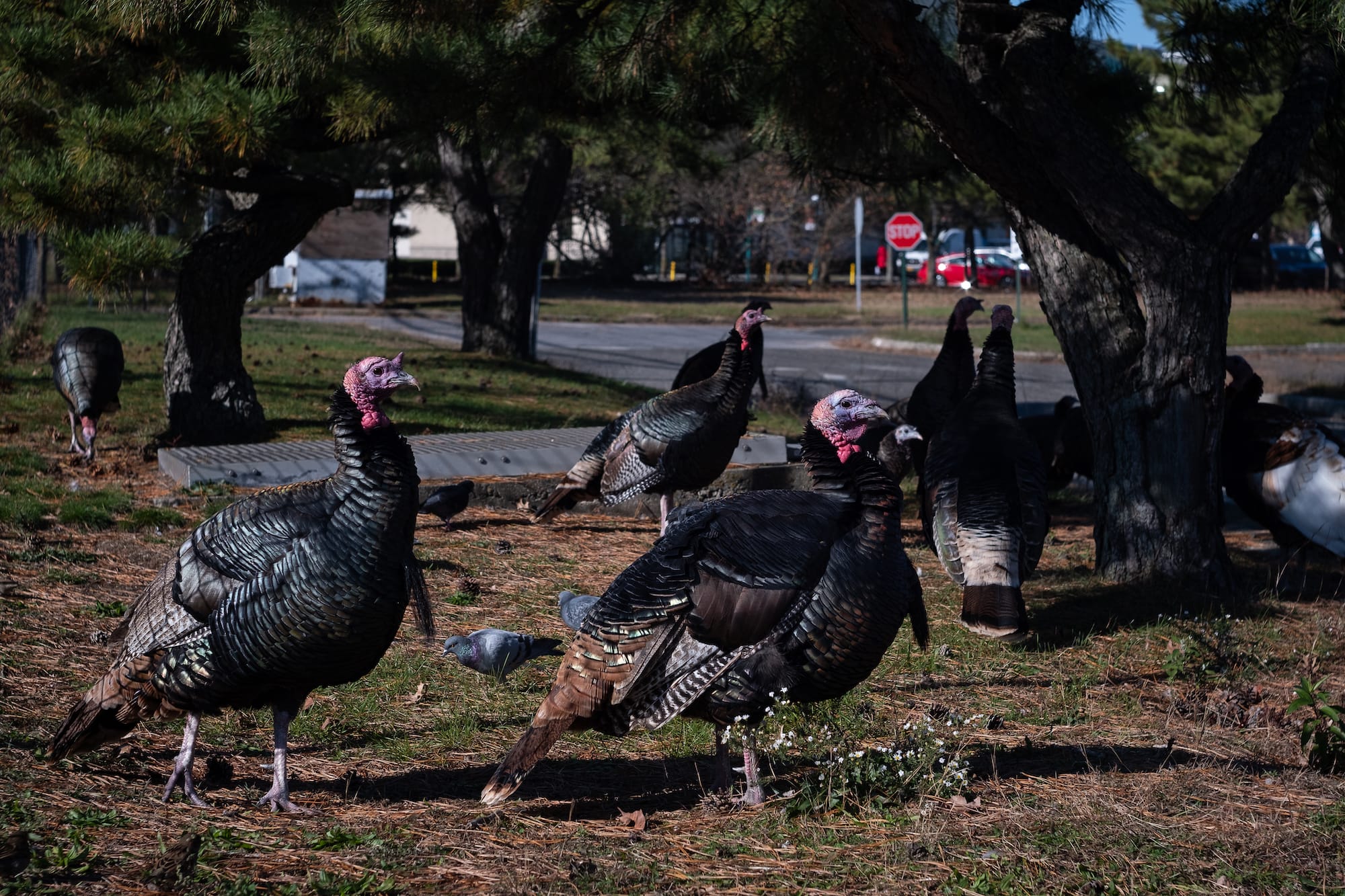 How Feral Turkeys Took Staten Island - Hell Gate