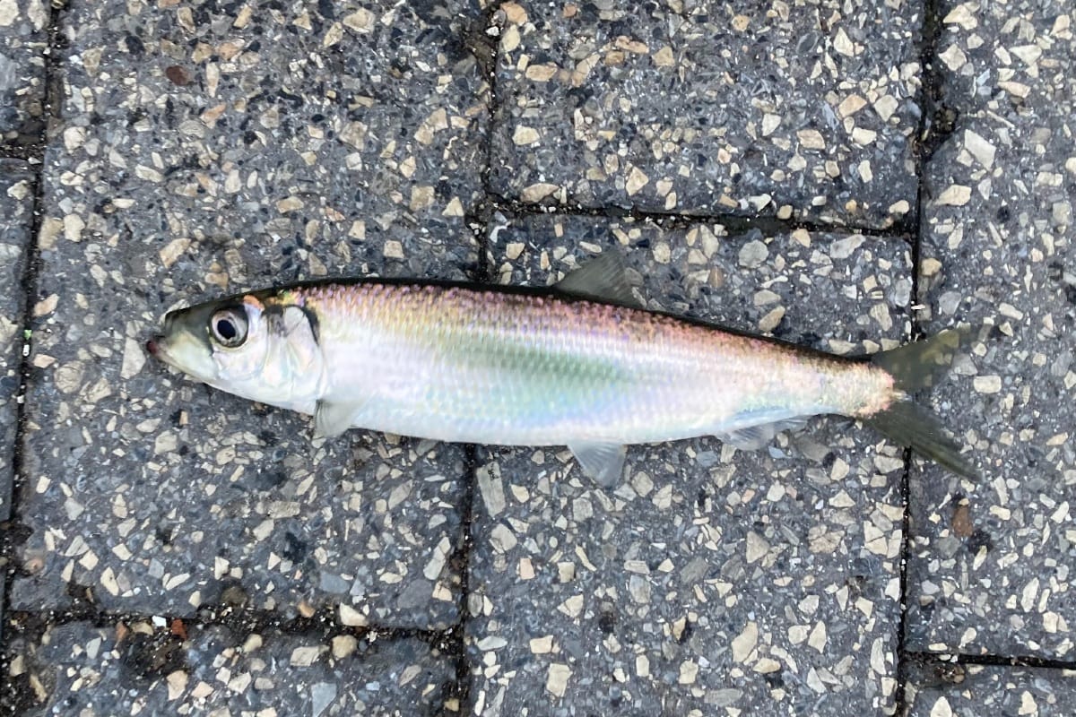 An Ode to Herring, Once NYC's Most Abundant Fish - Hell Gate